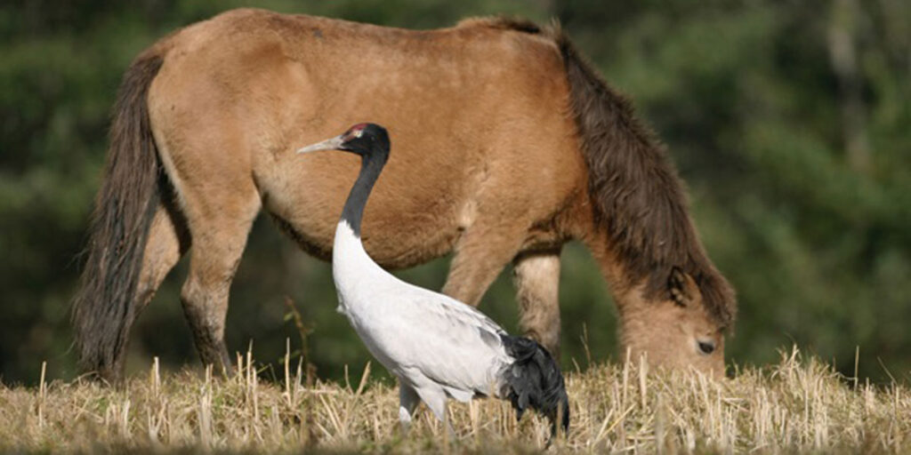 Birding Extravaganza in Bhutan: Festivals of Flight – Bhutan Bird ...