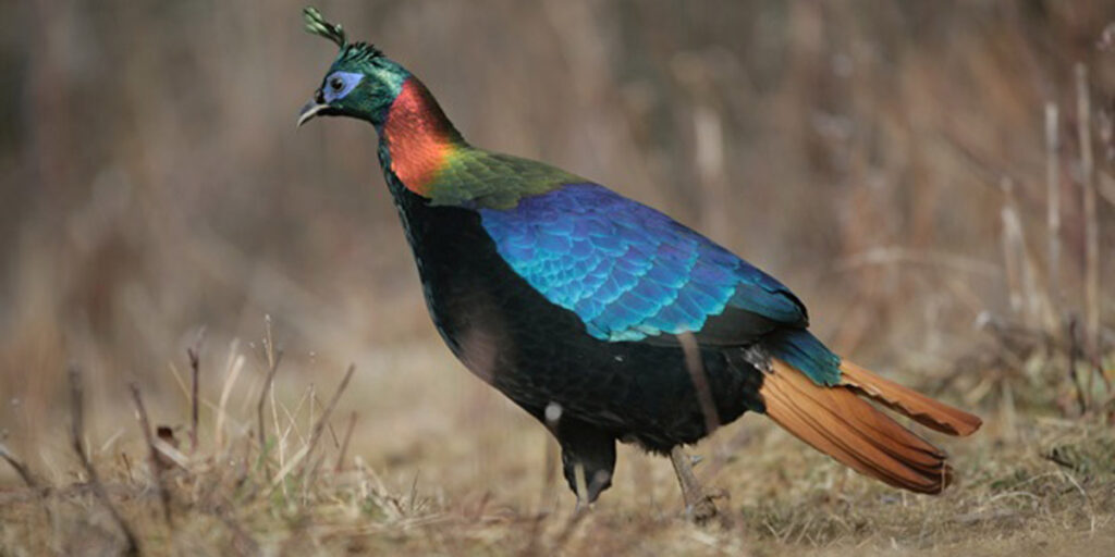 Birding Extravaganza in Bhutan: Festivals of Flight – Bhutan Bird ...